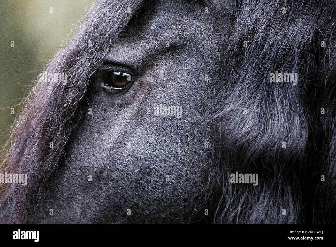 Friesian horse close up eye hi-res stock photography and images - Alamy