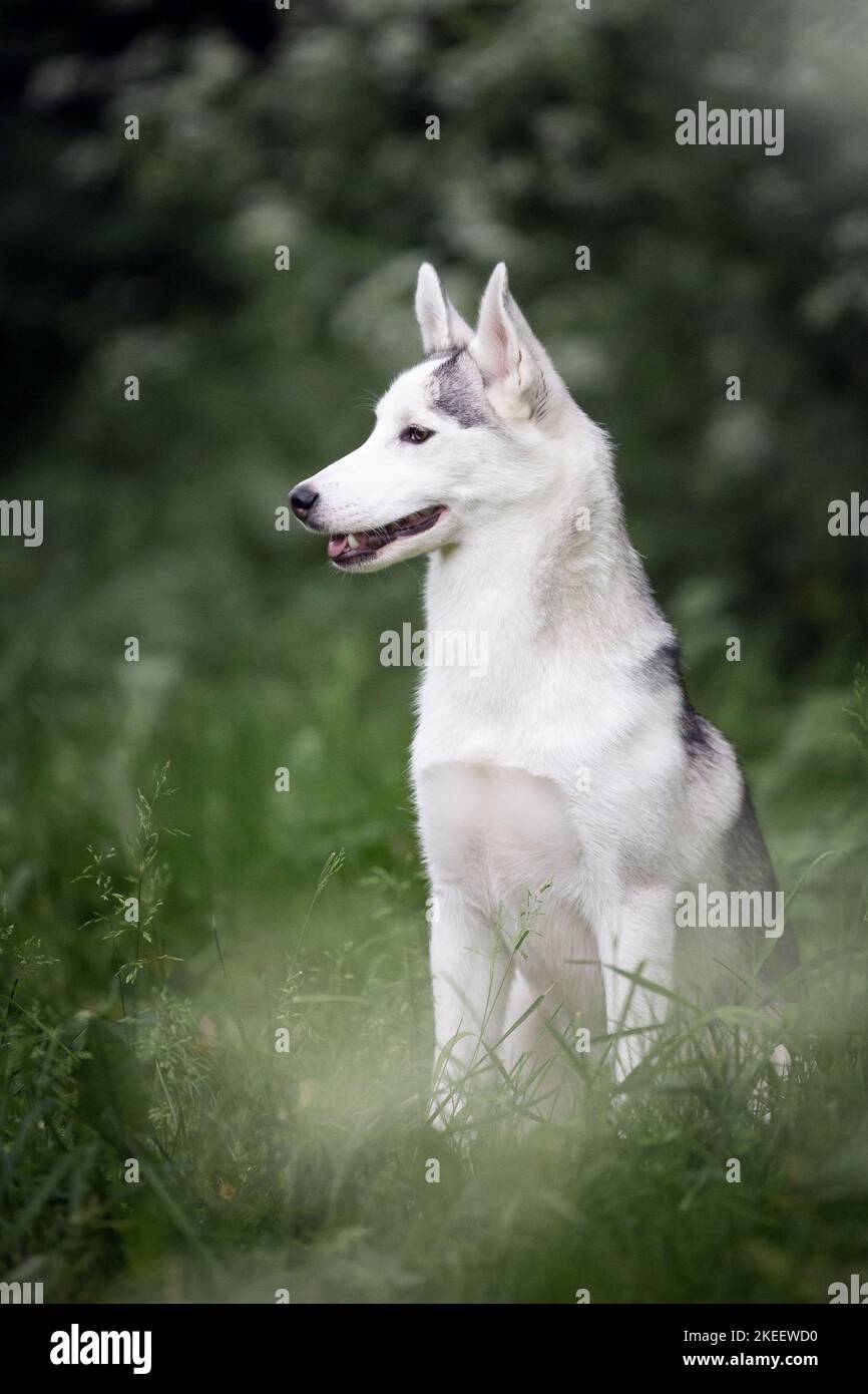 young Siberian Husky Stock Photo - Alamy