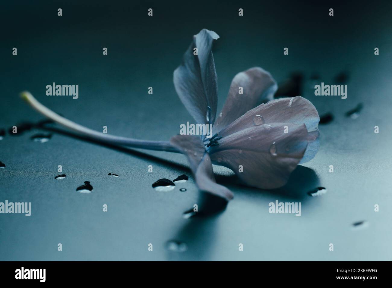 Beautiful single flower of plumbago isolated on black color background ...