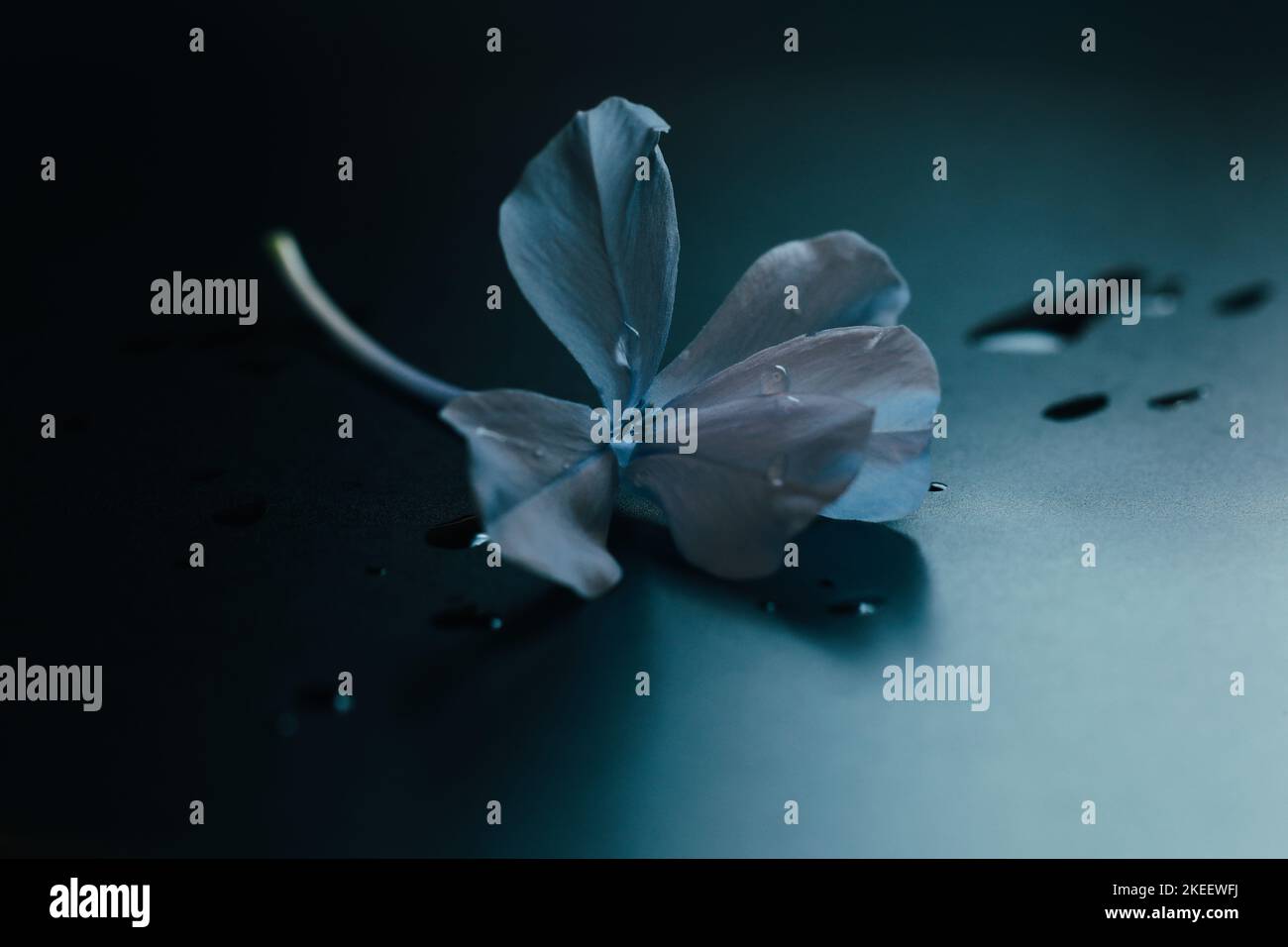 Beautiful single flower of plumbago isolated on black color background ...