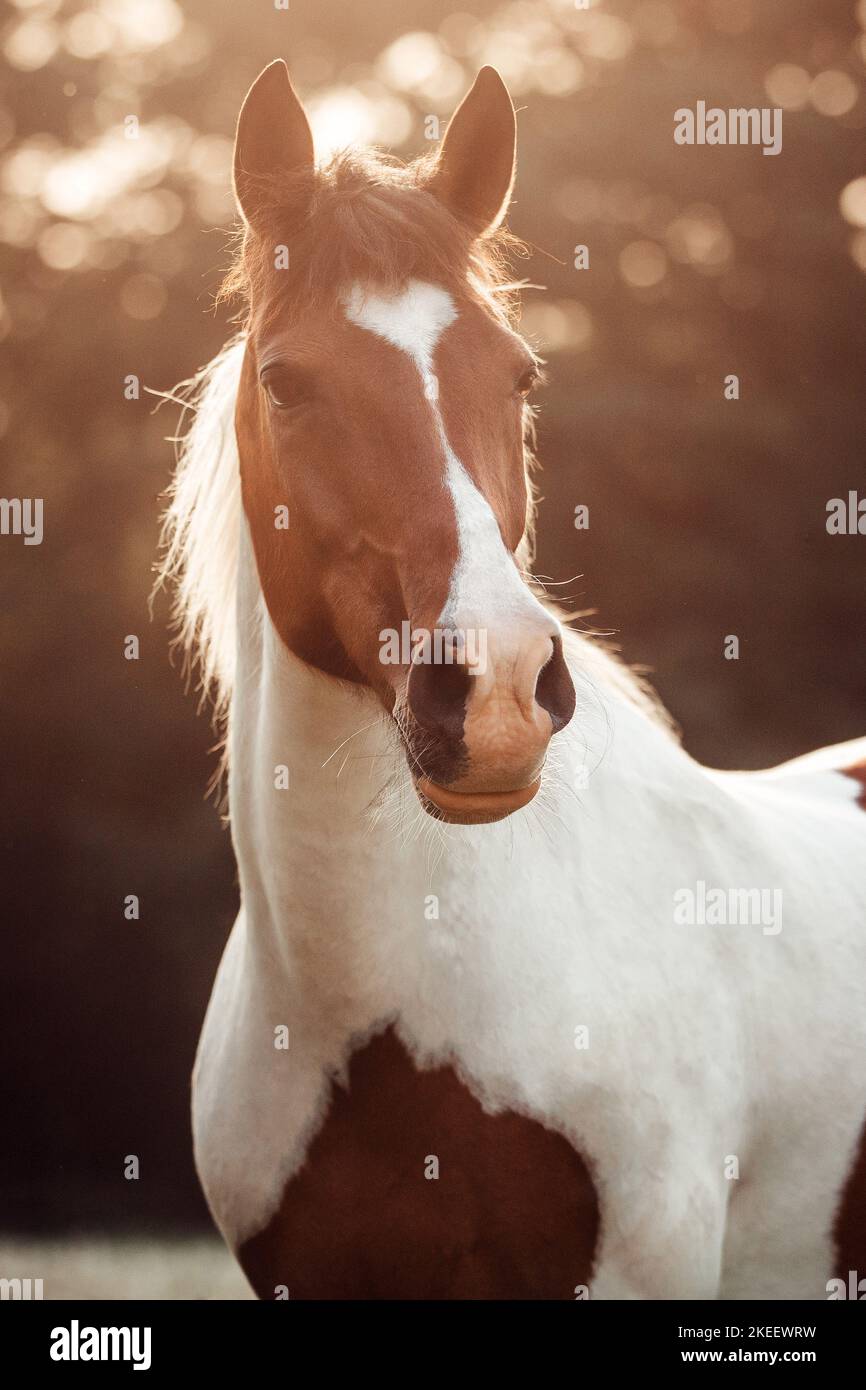 Lewitzer pony hi-res stock photography and images - Alamy