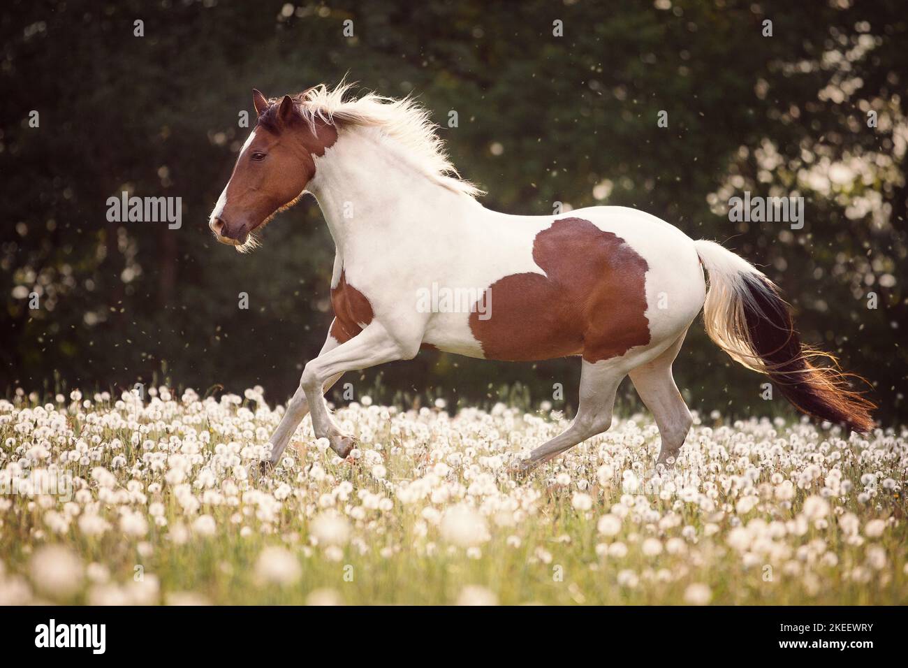 Lewitzer pony hi-res stock photography and images - Alamy
