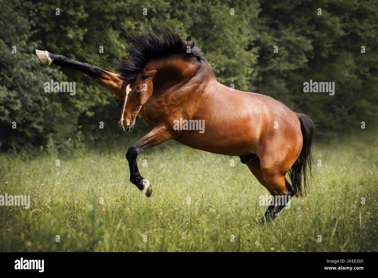 Oldenburg Horse gelding Stock Photo - Alamy