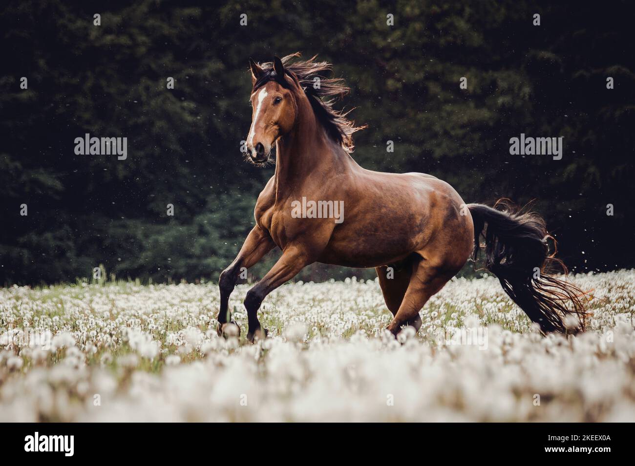Oldenburg Horse gelding Stock Photo - Alamy