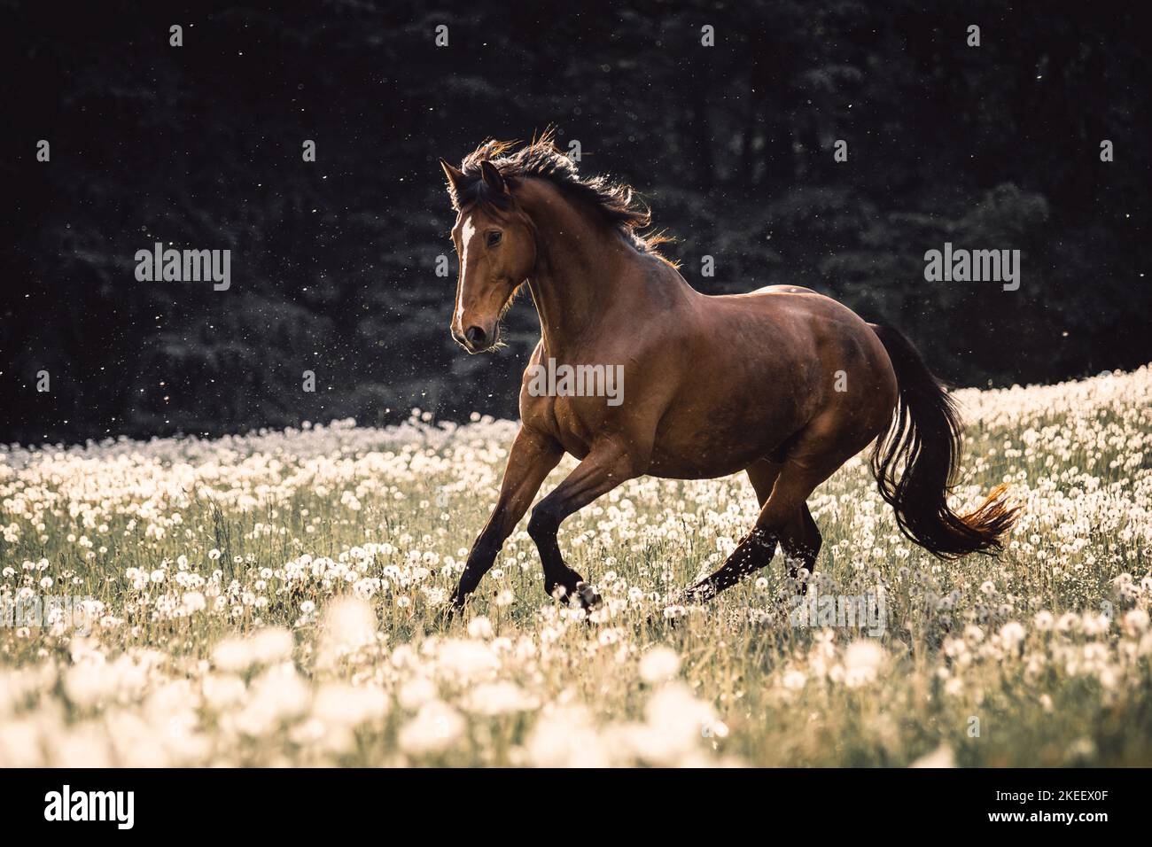 Oldenburg Horse gelding Stock Photo - Alamy