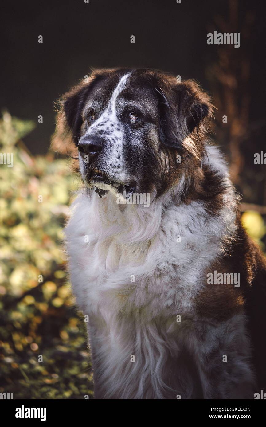 Animals moscow watchdog portrait hi-res stock photography and images ...