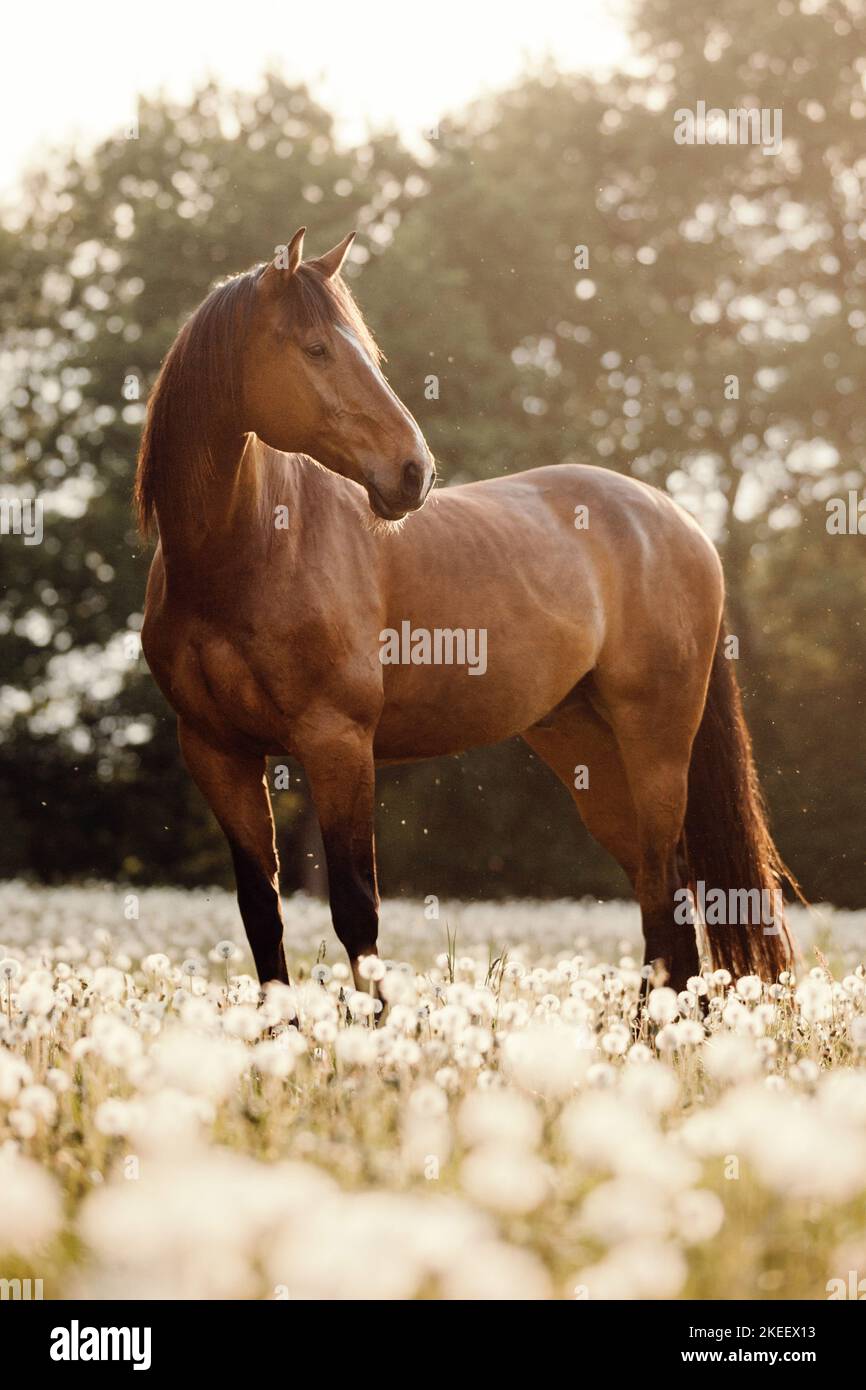 Oldenburg horse gelding hi-res stock photography and images - Alamy