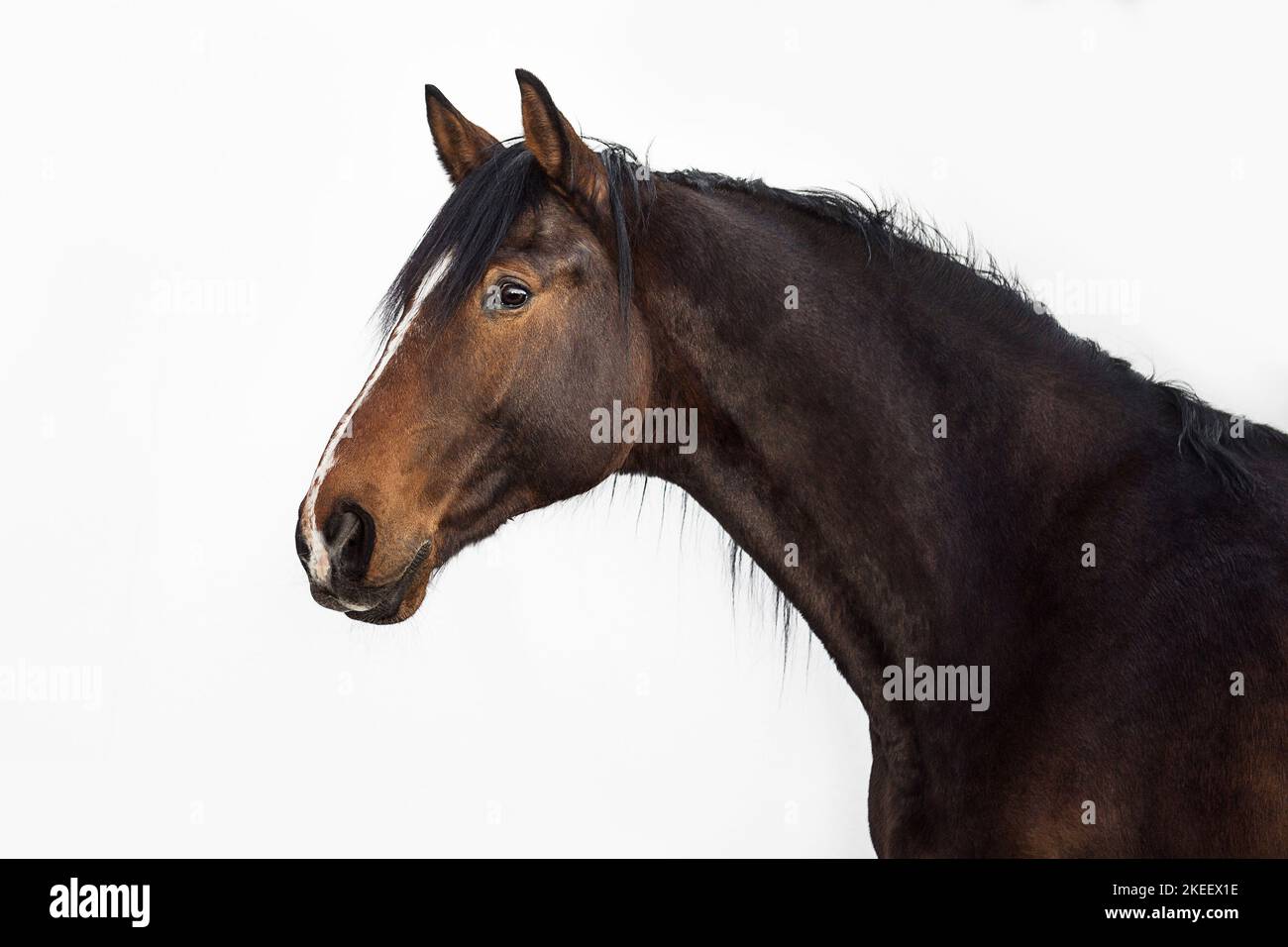Oldenburg Horse gelding Stock Photo - Alamy