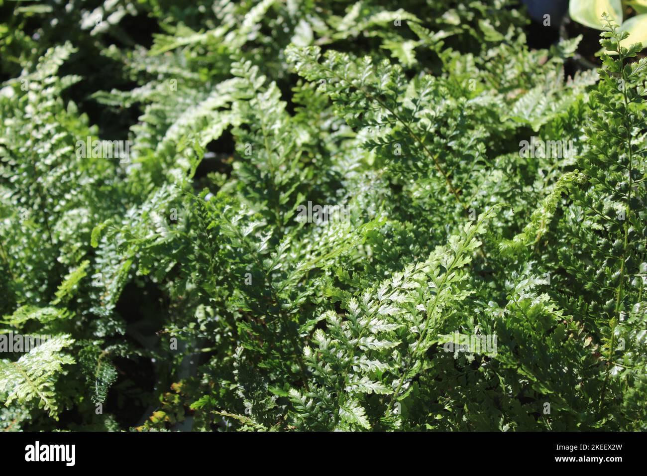 Fern hedge hi-res stock photography and images - Alamy