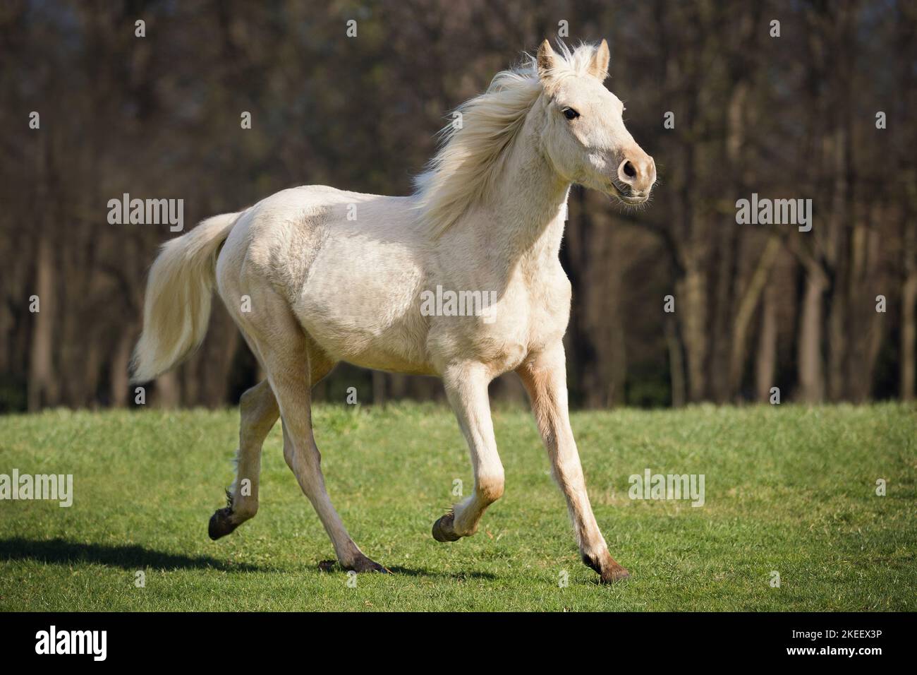 young Pura Raza Espanola mare Stock Photo - Alamy