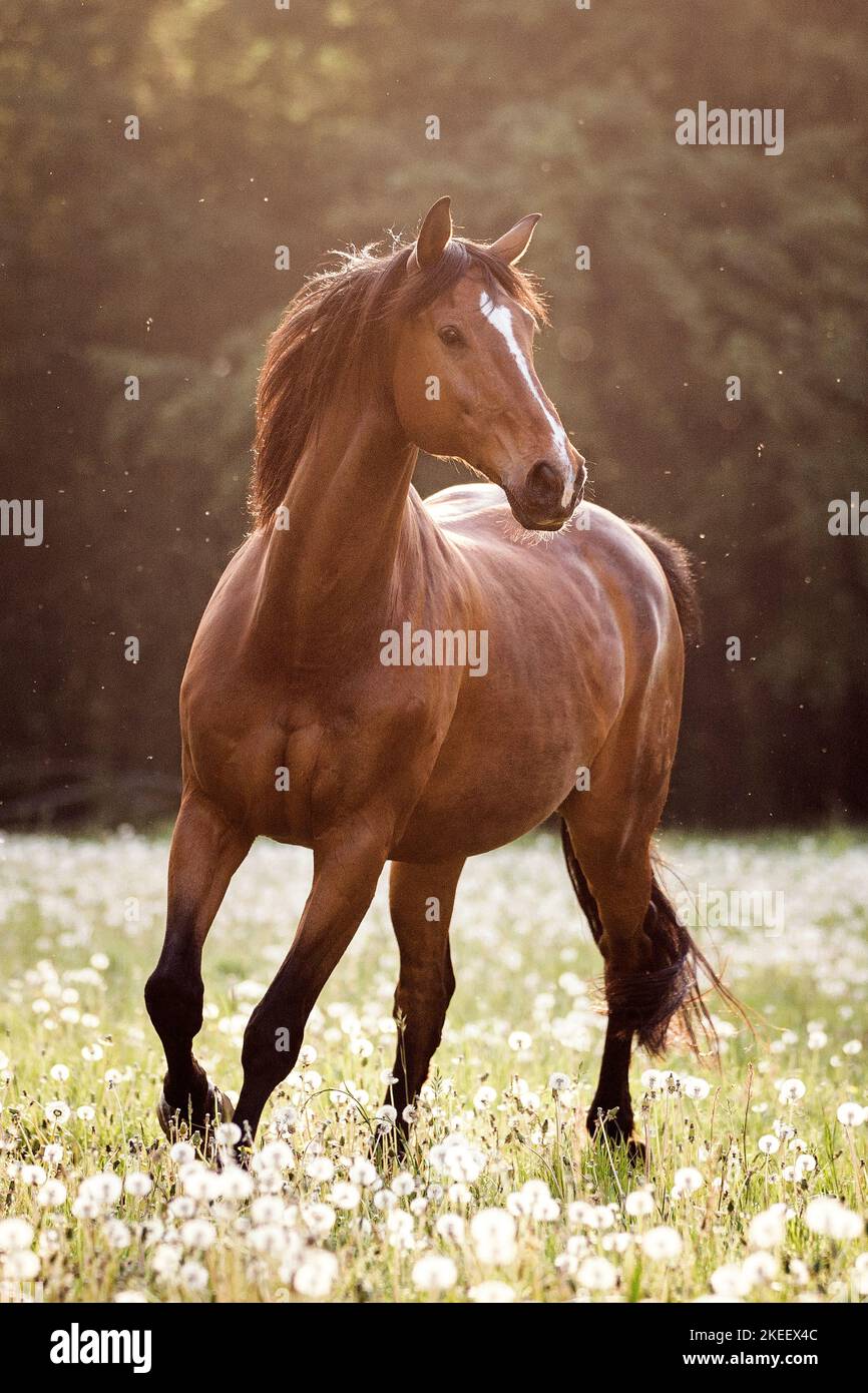 Oldenburg Horse gelding Stock Photo - Alamy