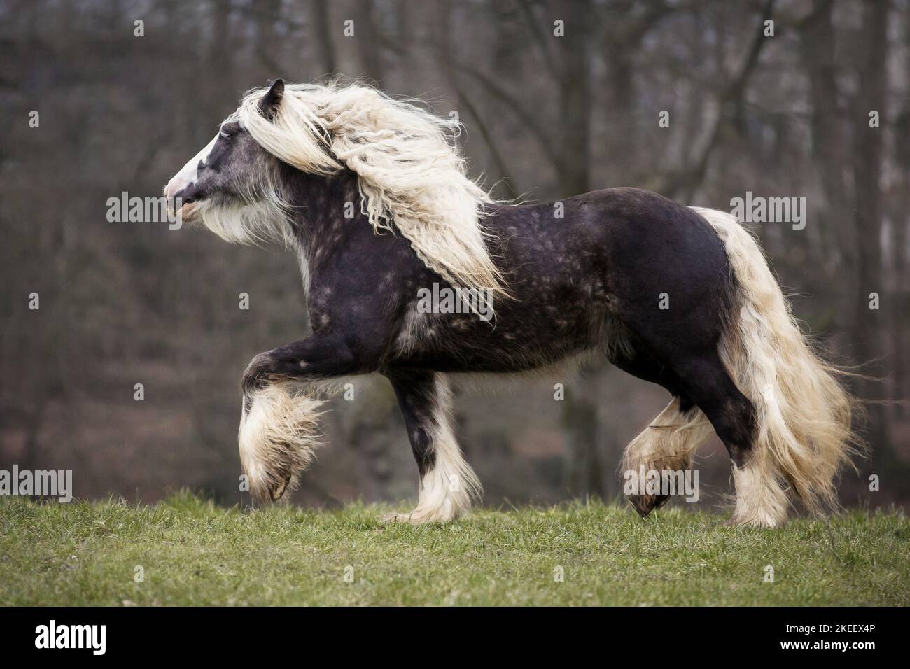 Irish Tinker Hengst Stock Photo - Alamy