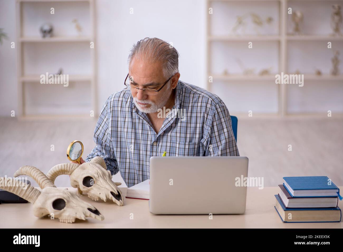 Old paleontologist examining ancient animals at lab Stock Photo - Alamy