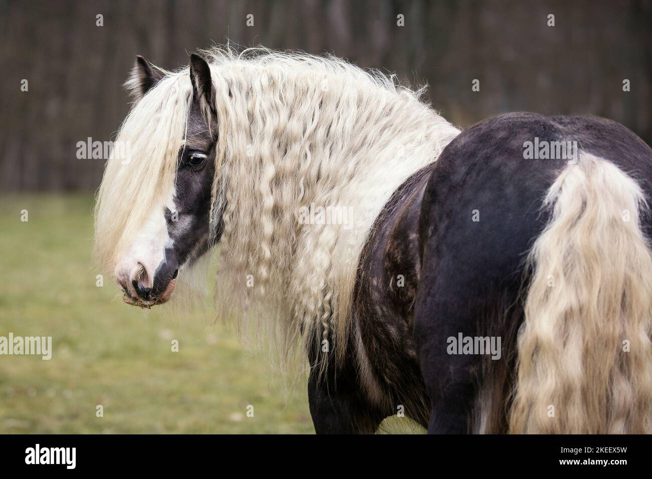 Irish Tinker Hengst Stock Photo - Alamy