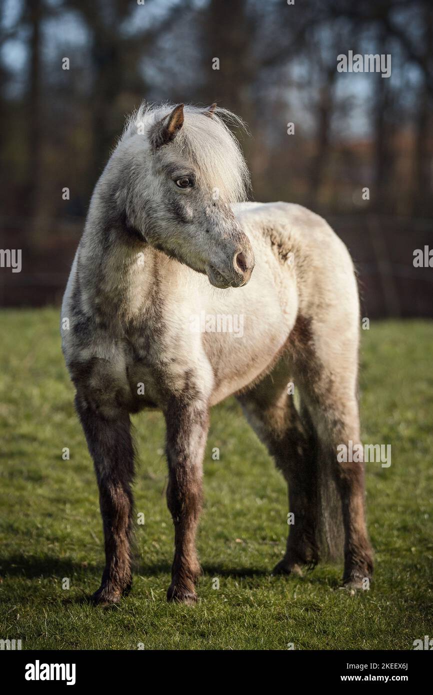 Shetland Pony mare Stock Photo - Alamy