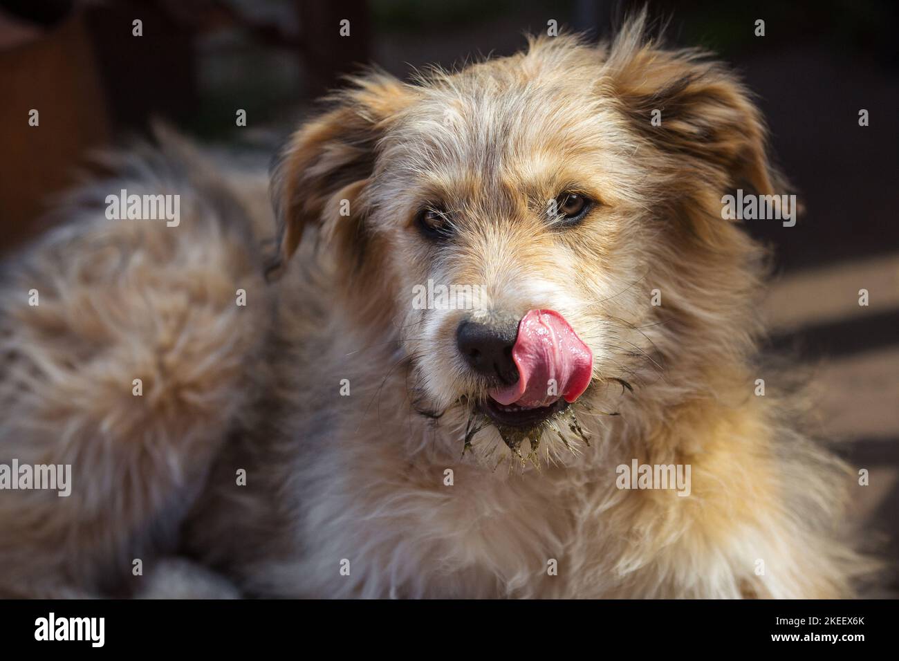 German Sheeppoodle Portrait Stock Photo - Alamy