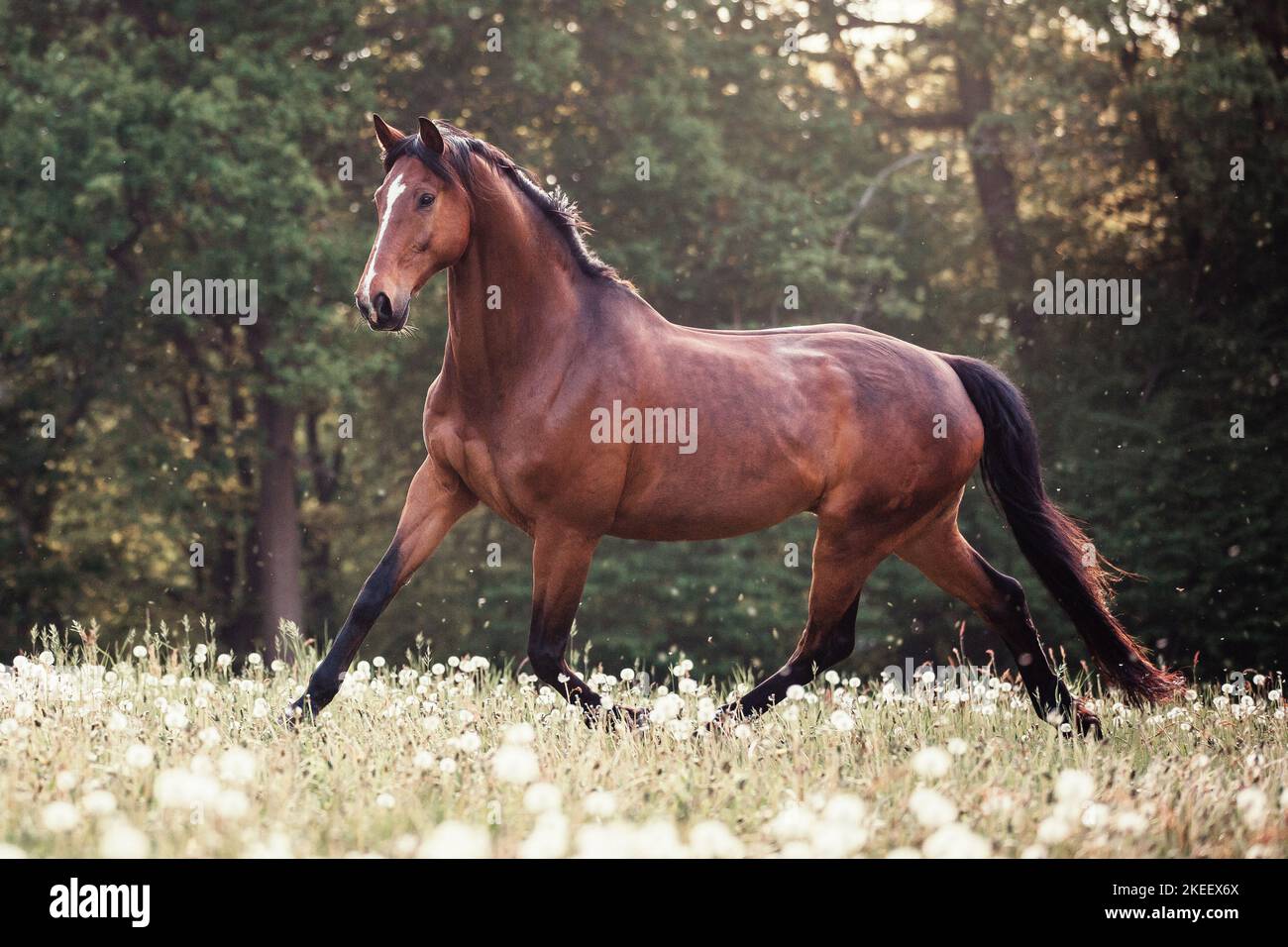 Oldenburg gelding hi-res stock photography and images - Alamy