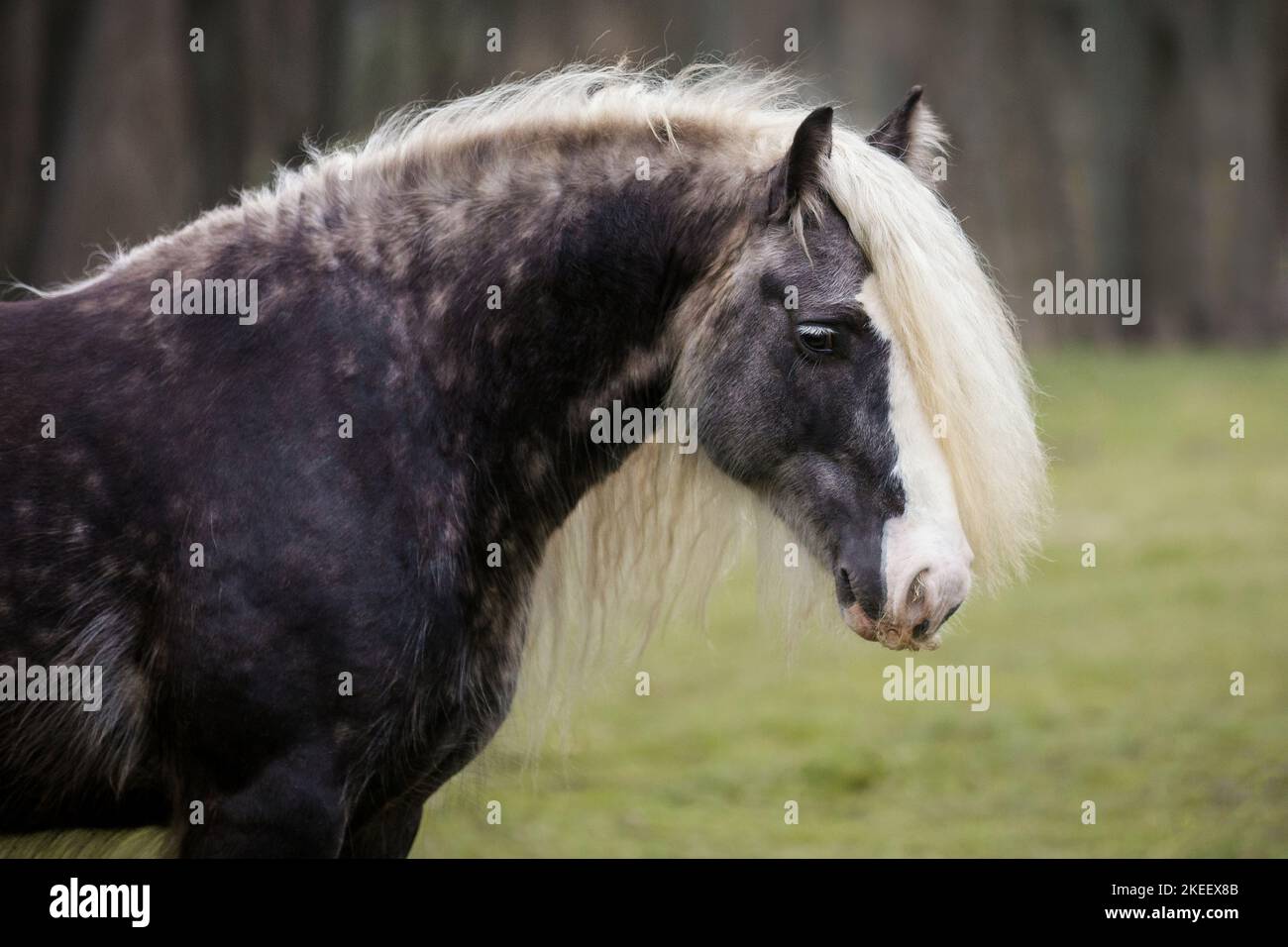 Irish Tinker Hengst Stock Photo - Alamy