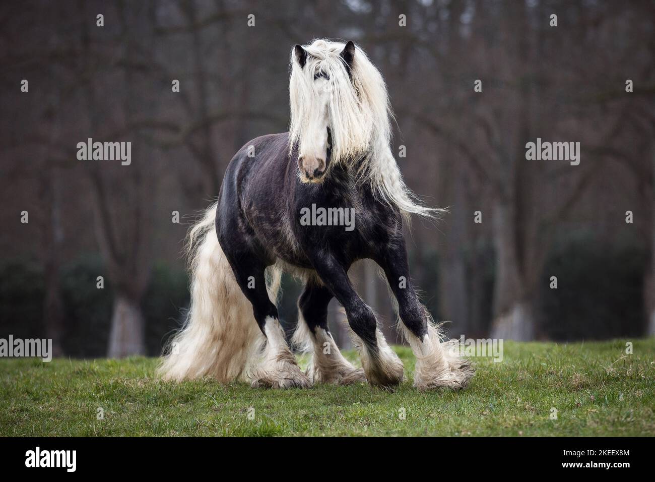 Irish Tinker Hengst Stock Photo - Alamy