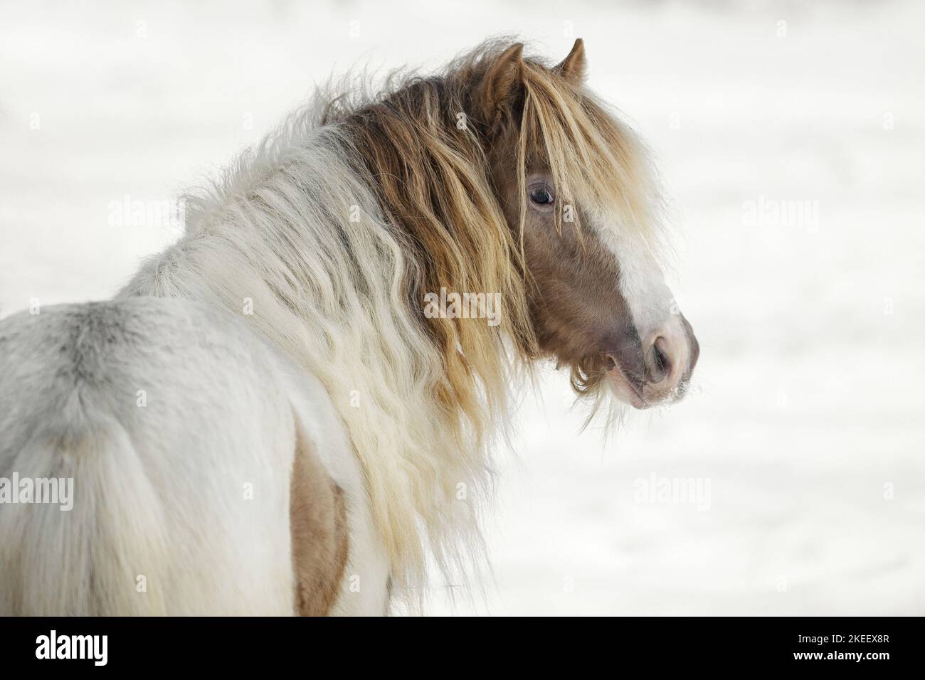 Irish Tinker stallion Stock Photo - Alamy