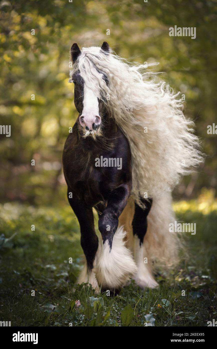 Irish Tinker Hengst Stock Photo - Alamy