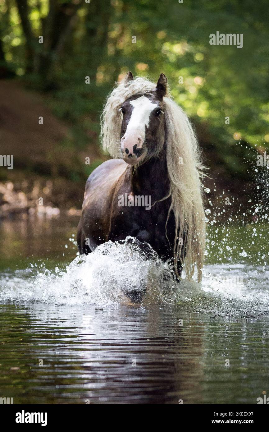 Irish Tinker Hengst Stock Photo - Alamy