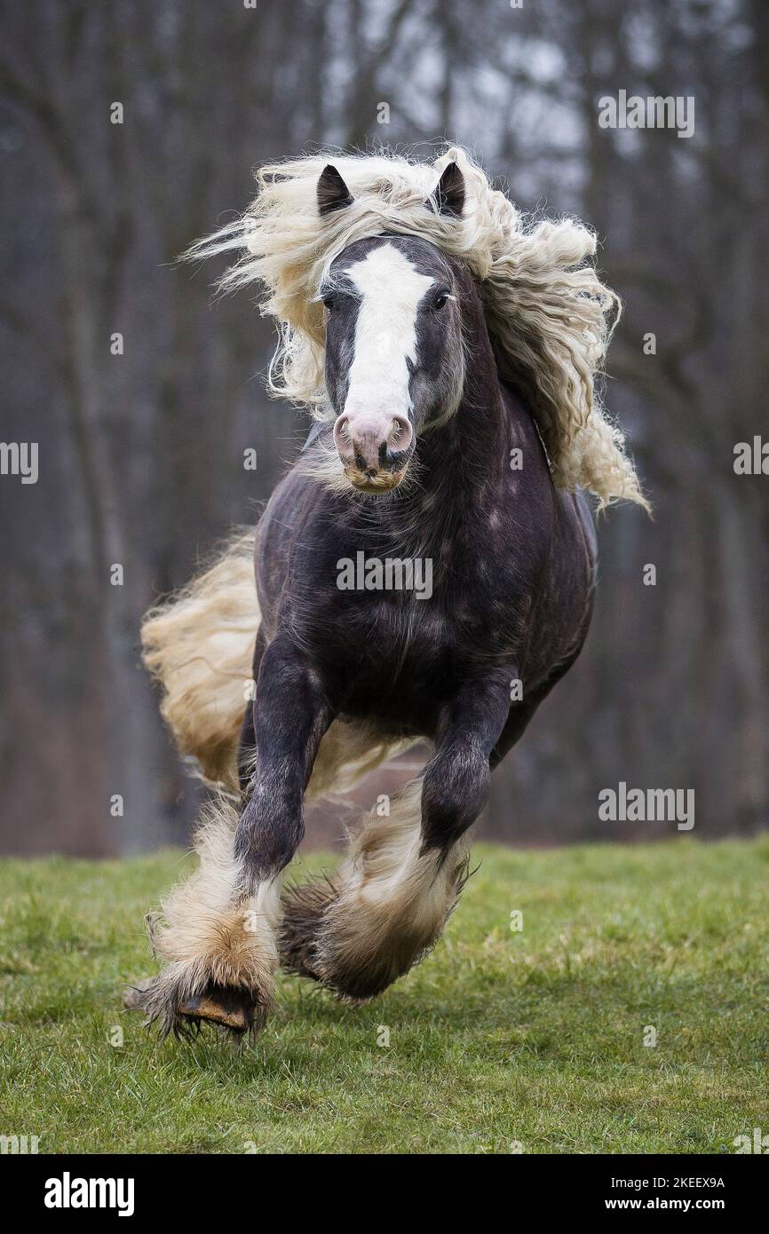 Irish Tinker Hengst Stock Photo - Alamy