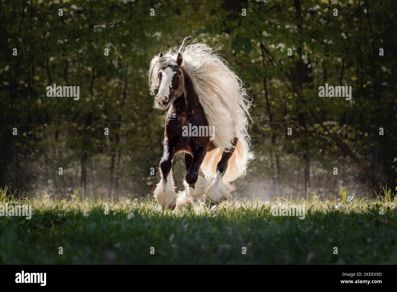 Irish Tinker Hengst Stock Photo - Alamy