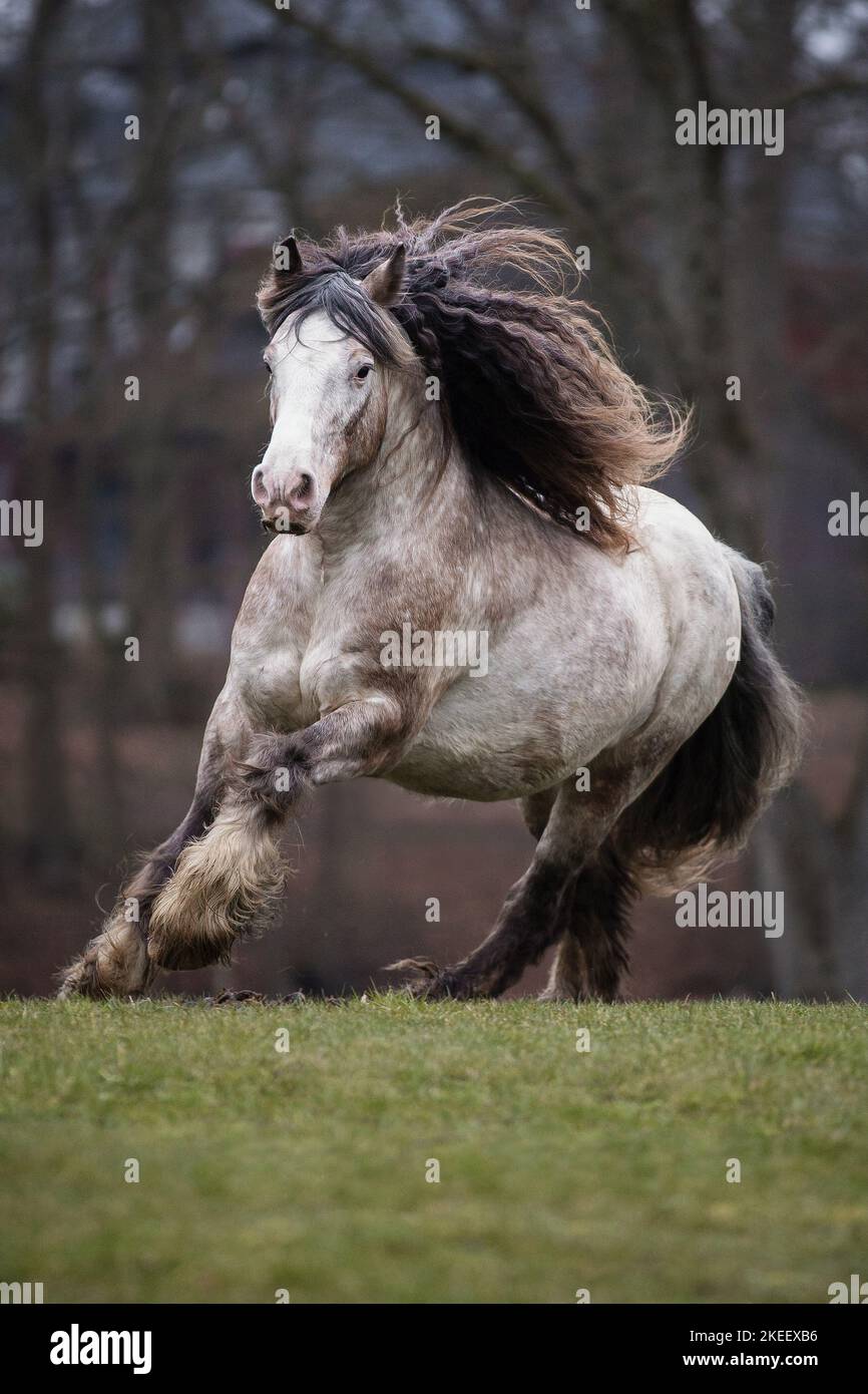 Irish Tinker stallion Stock Photo - Alamy