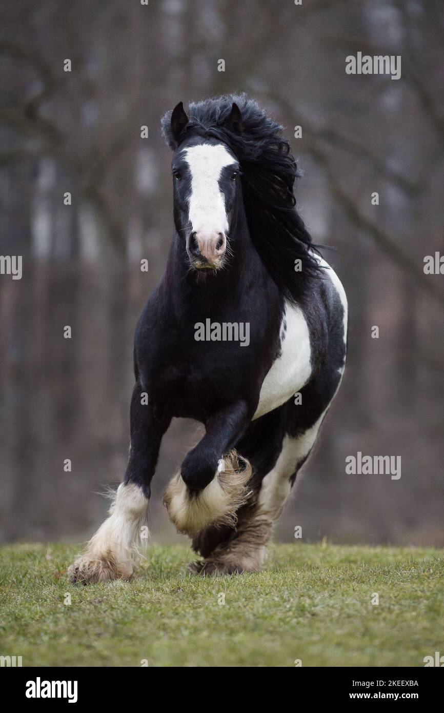 Irish Tinker stallion Stock Photo - Alamy