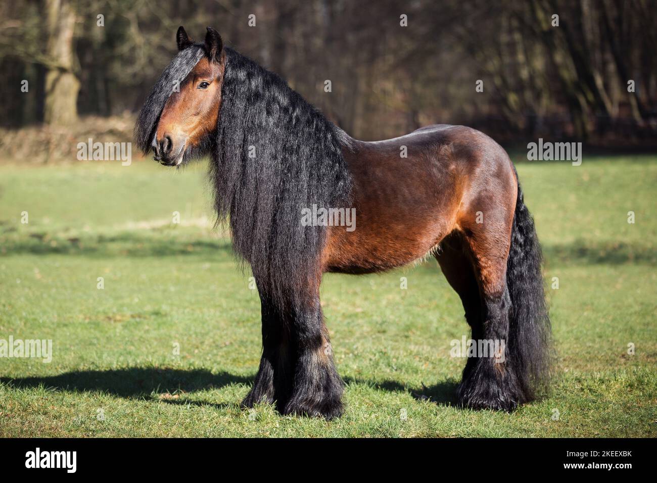 Irish Tinker stallion Stock Photo - Alamy