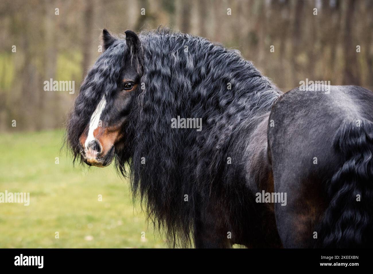 Irish Tinker stallion Stock Photo - Alamy