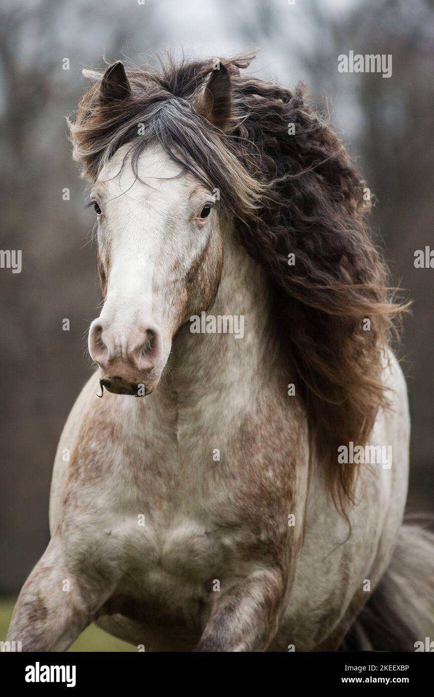 Irish Tinker stallion Stock Photo - Alamy