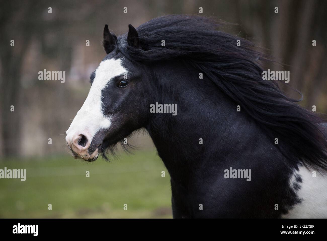 Irish Tinker stallion Stock Photo - Alamy