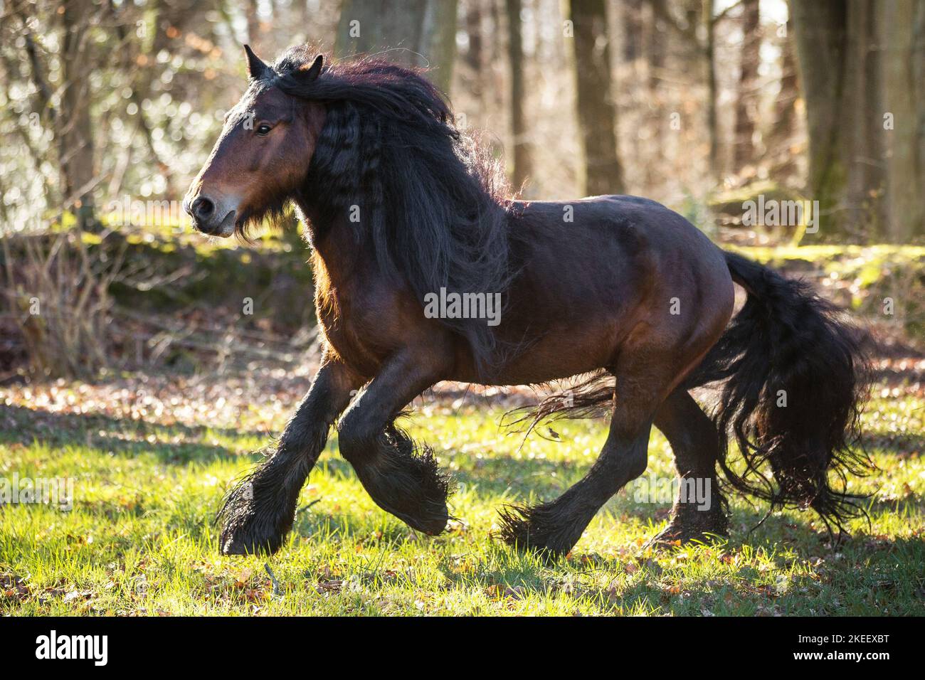 Irish Tinker stallion Stock Photo - Alamy