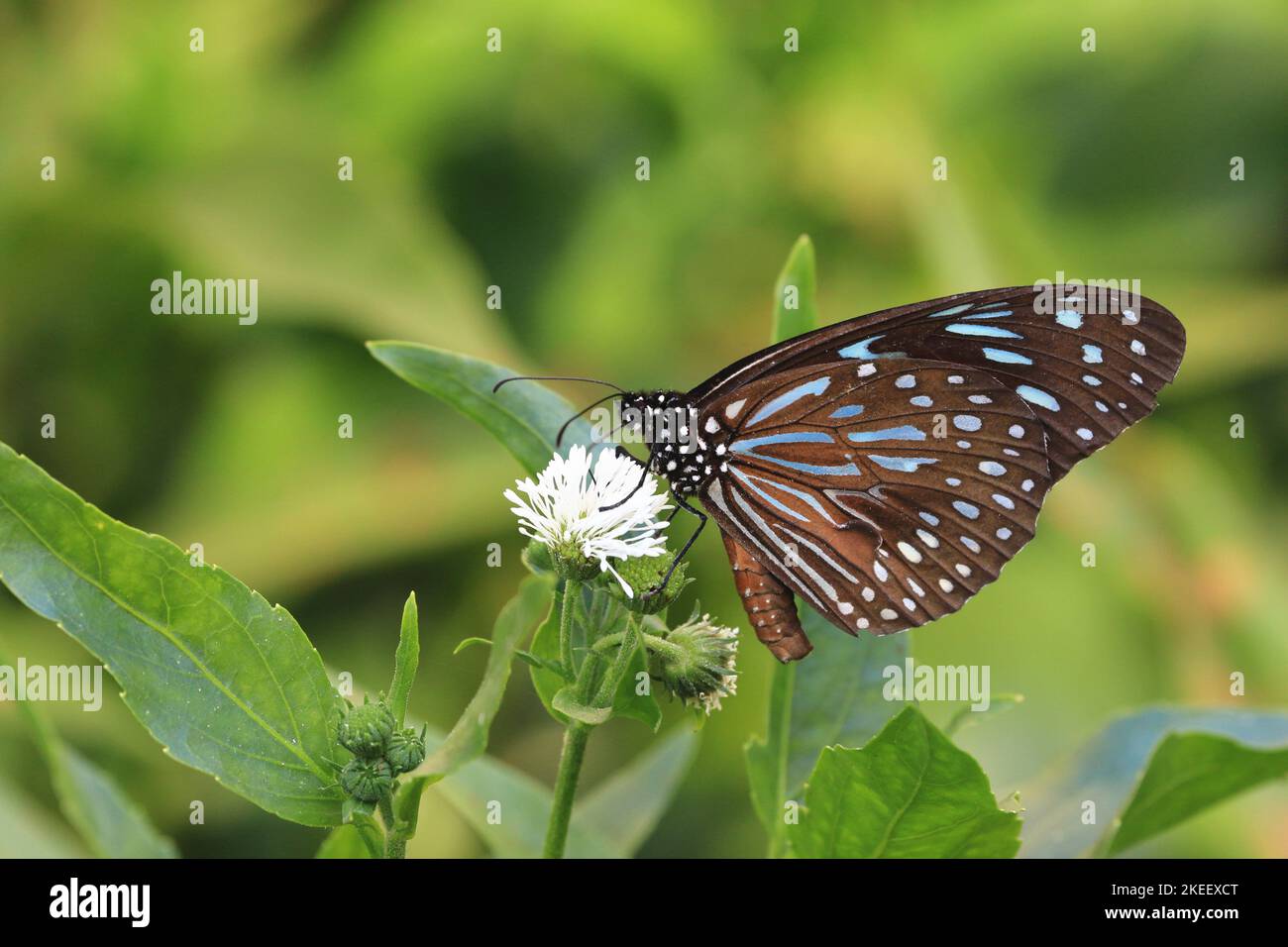 Blue Spotted Milkweed,Blue Tiger butterfly resting on the Water ...