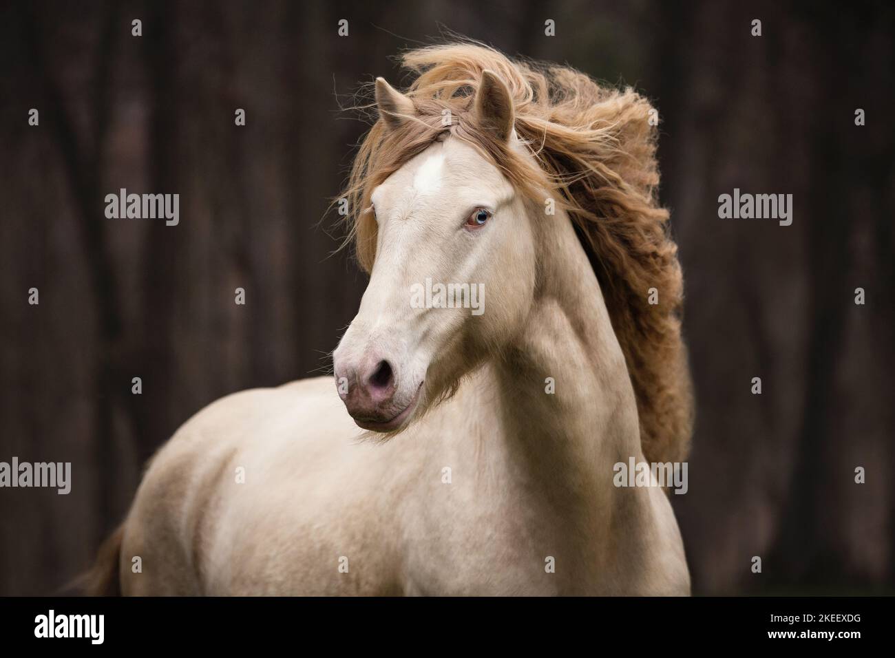 Irish Tinker stallion Stock Photo - Alamy