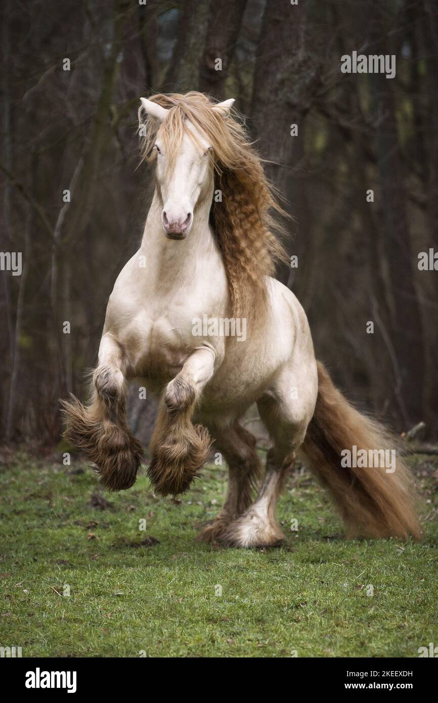 Irish Tinker stallion Stock Photo - Alamy