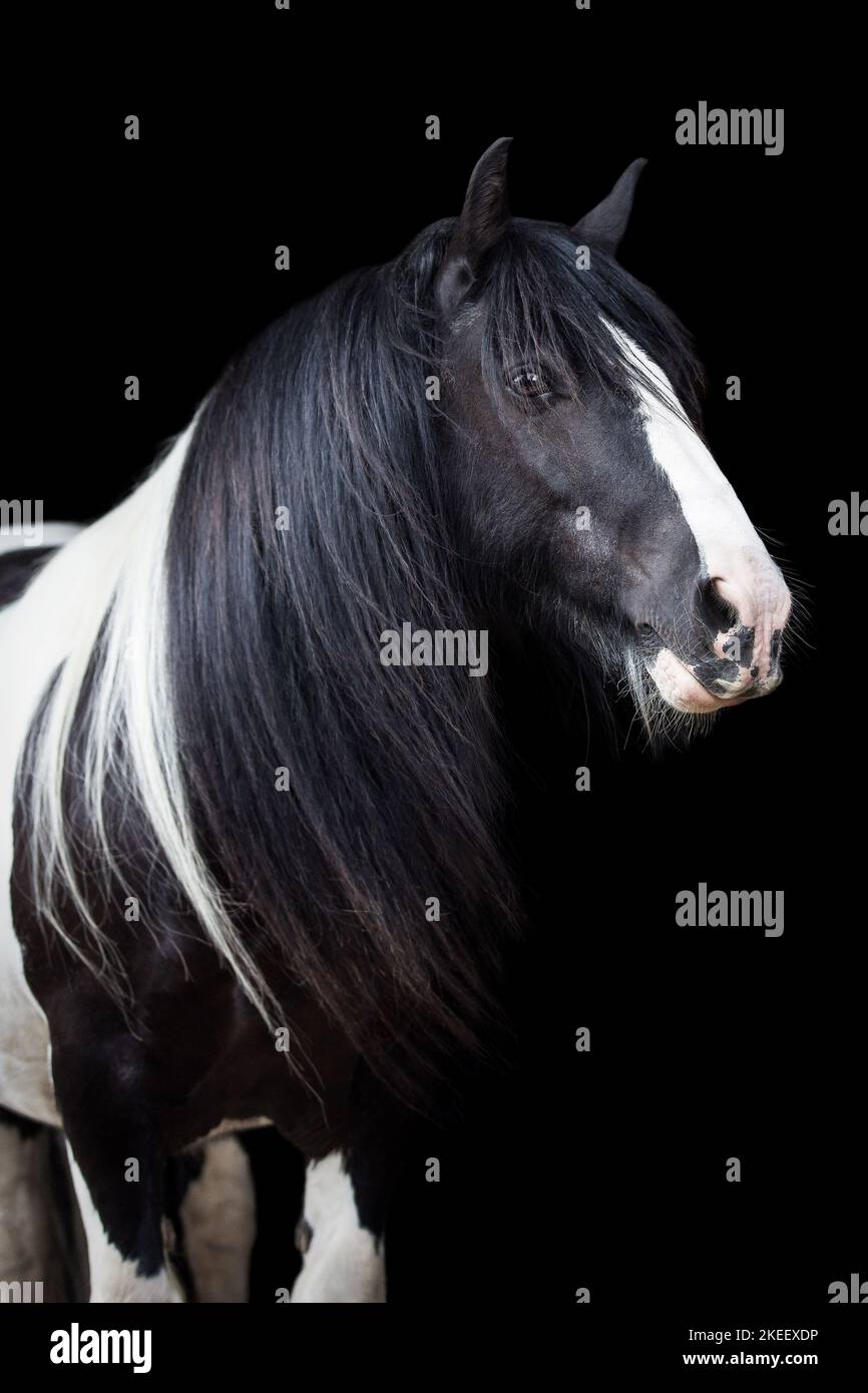 Irish Tinker gelding Stock Photo - Alamy