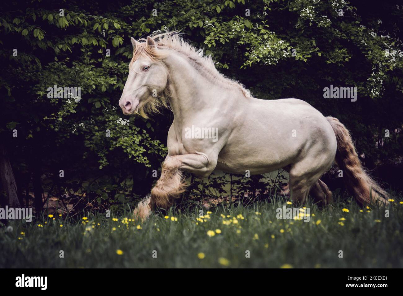 Irish Tinker stallion Stock Photo - Alamy