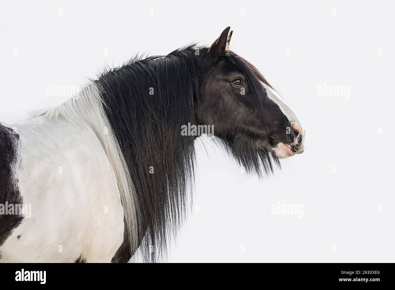 Irish Tinker gelding Stock Photo - Alamy