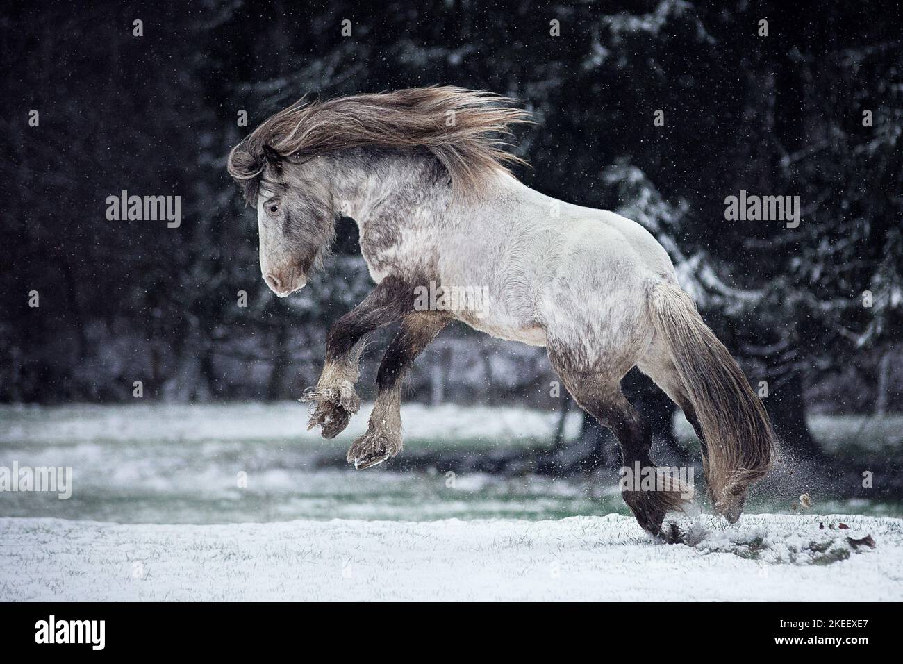 Irish Tinker stallion Stock Photo - Alamy