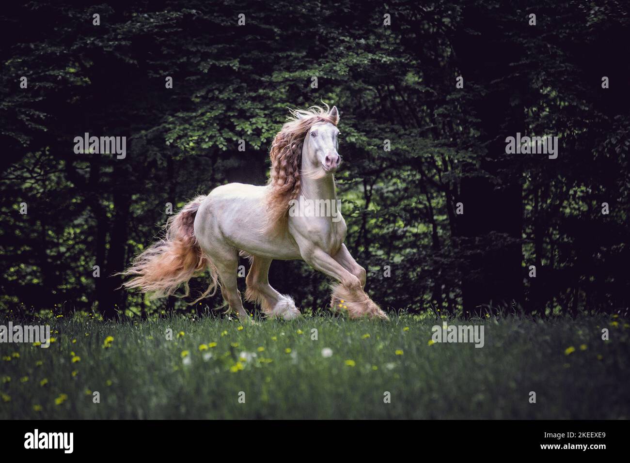 Irish Tinker stallion Stock Photo - Alamy