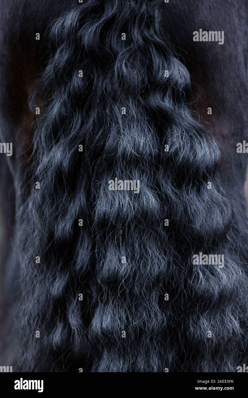 Ponys tail hi-res stock photography and images - Alamy