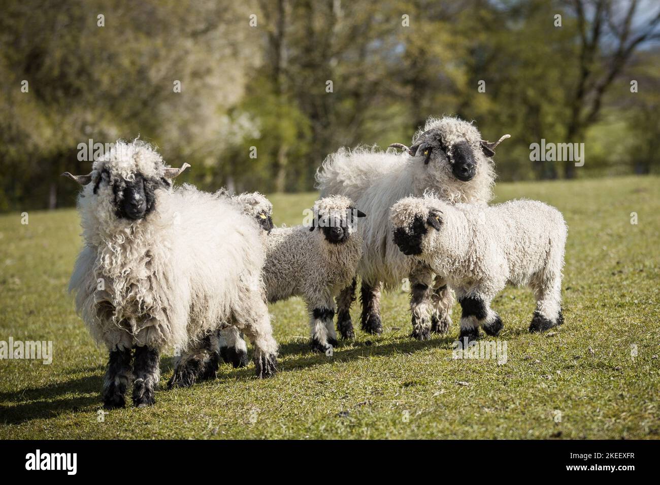 Wallachian sheep hi-res stock photography and images - Alamy