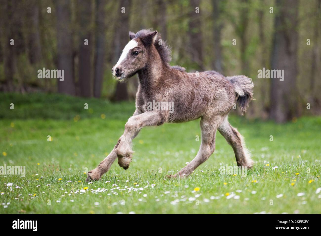 Irish Tinker foal Stock Photo - Alamy