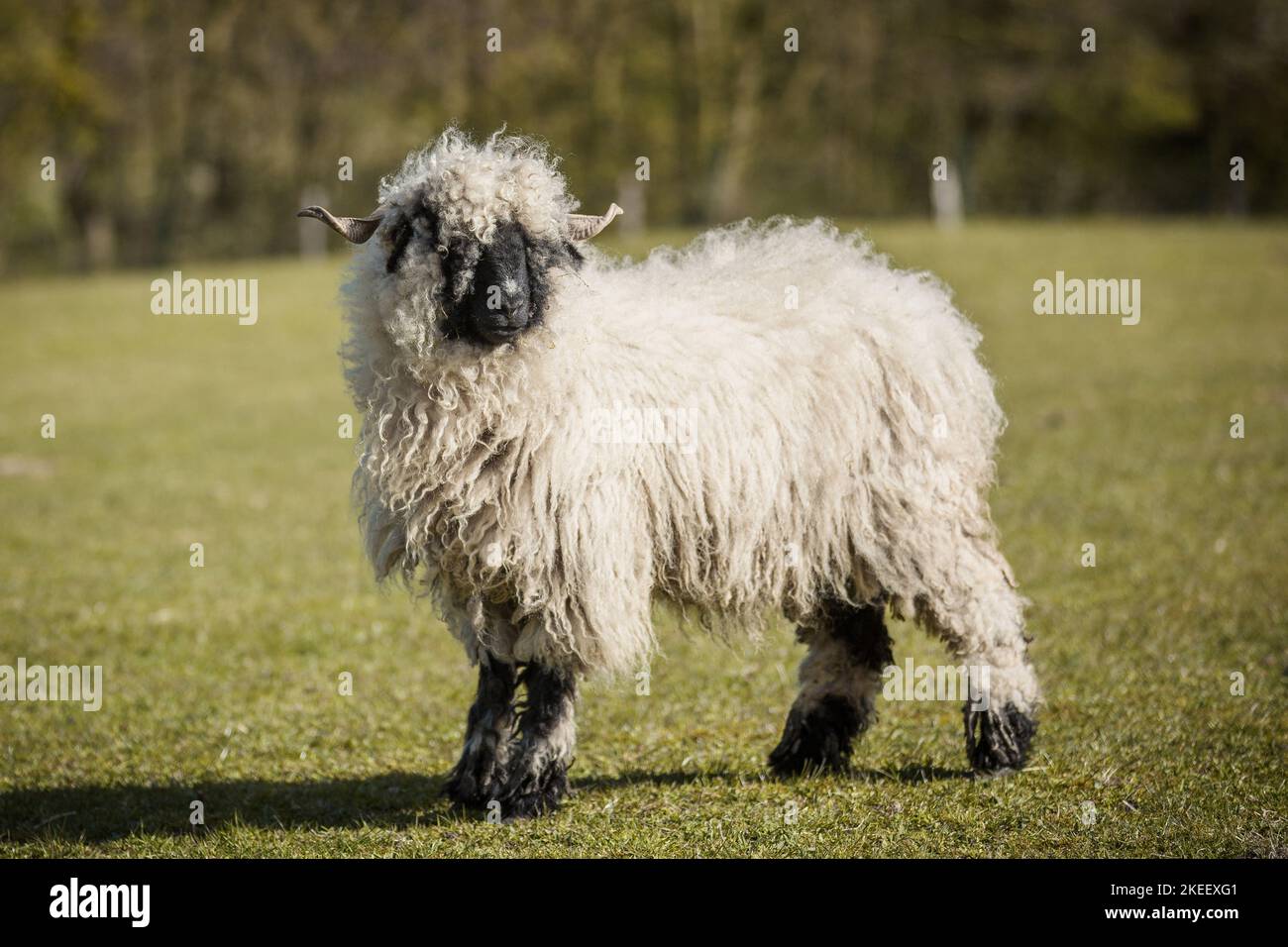 Wallachian animal hi-res stock photography and images - Alamy