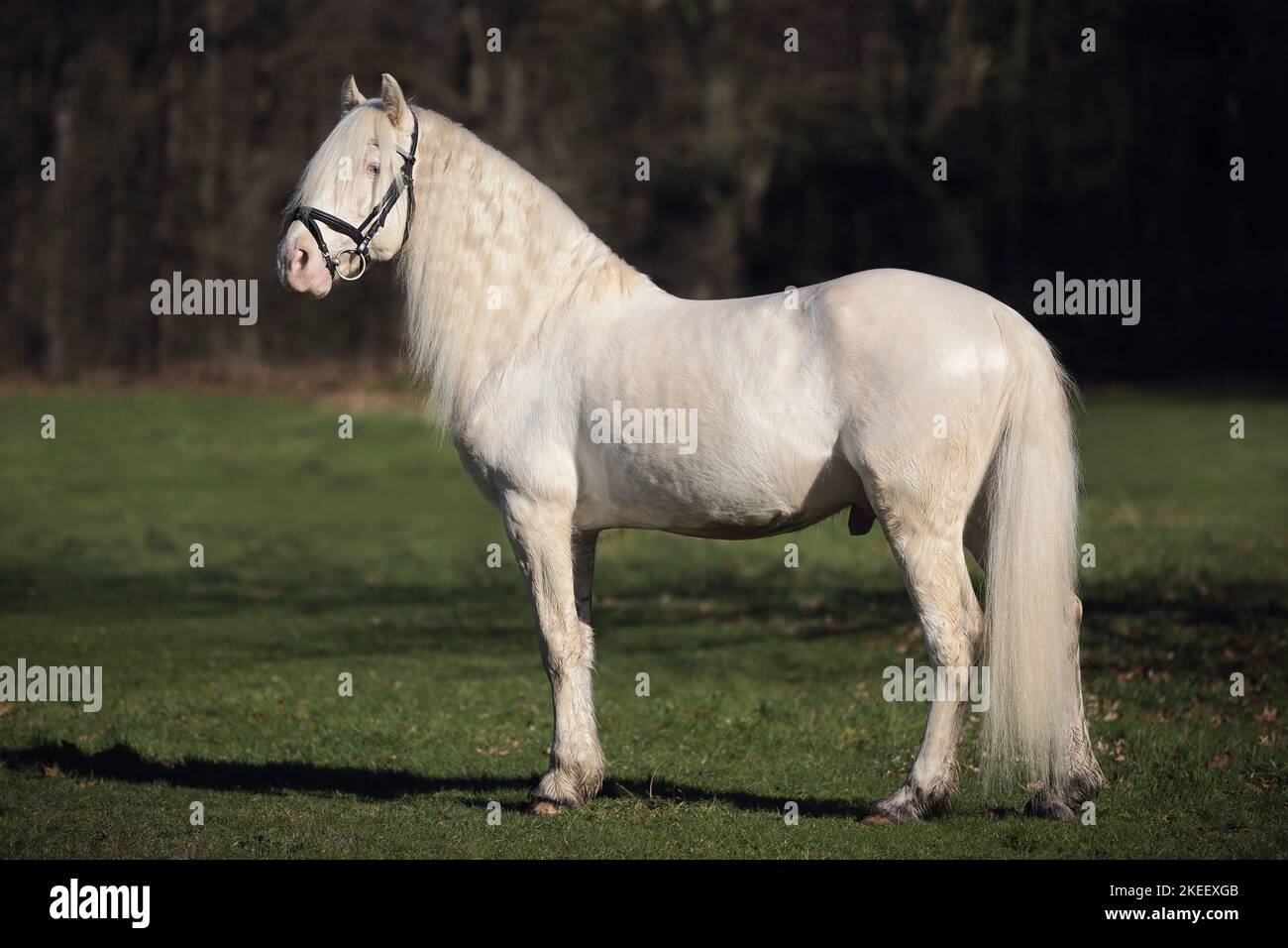 Welsh Cob stallion Stock Photo - Alamy