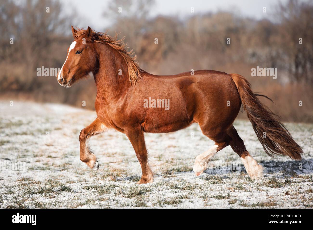 Welsh Cob mare Stock Photo - Alamy
