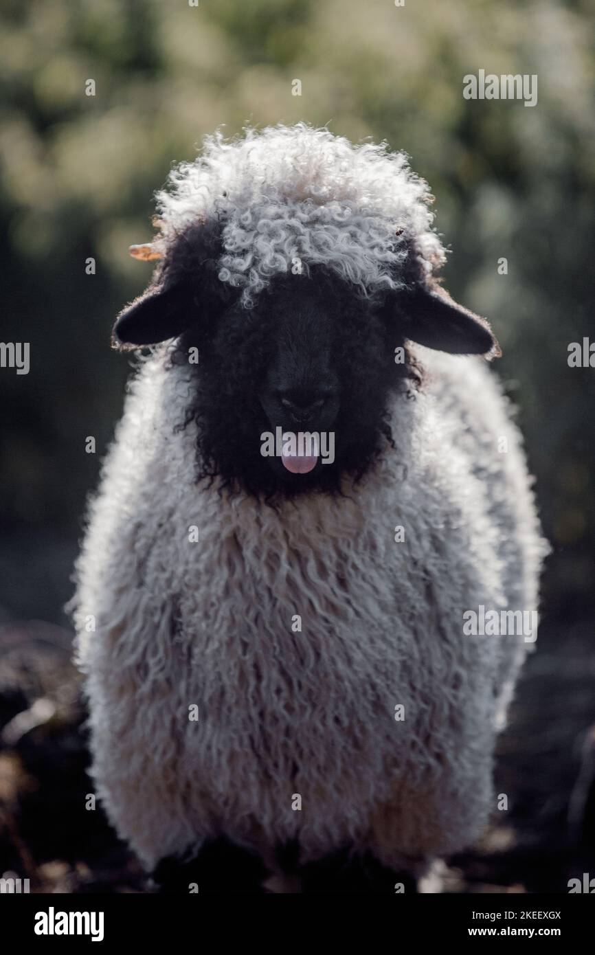 Wallachian sheep hi-res stock photography and images - Alamy